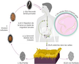 Ascaridiose : définition, symptômes, diagnostic, traitements...