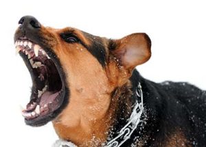 Rage : définition, symptômes, traitements, prévention