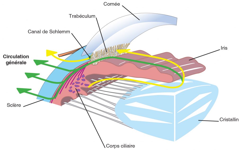 Glaucome : Types, symptômes, diagnostic, suivi, traitements