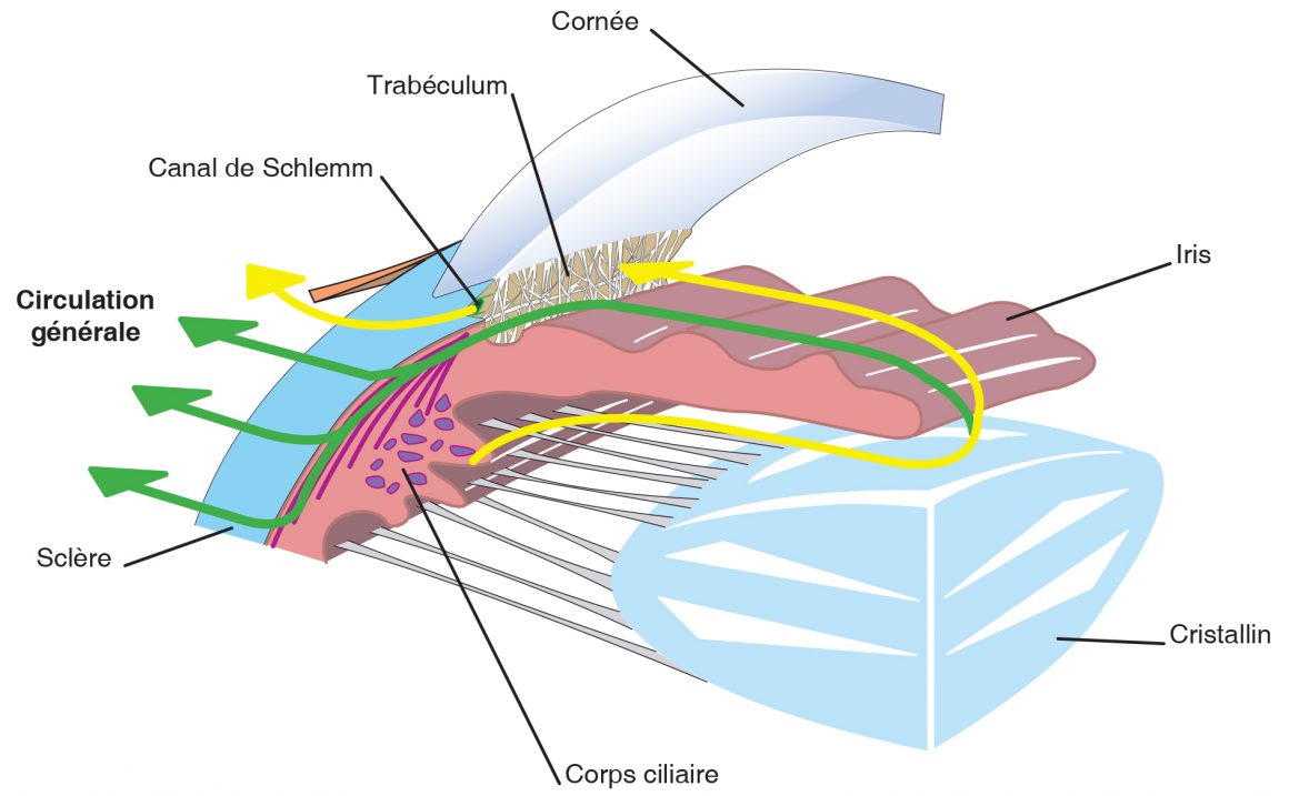 Glaucome : Types, symptômes, diagnostic, suivi, traitements