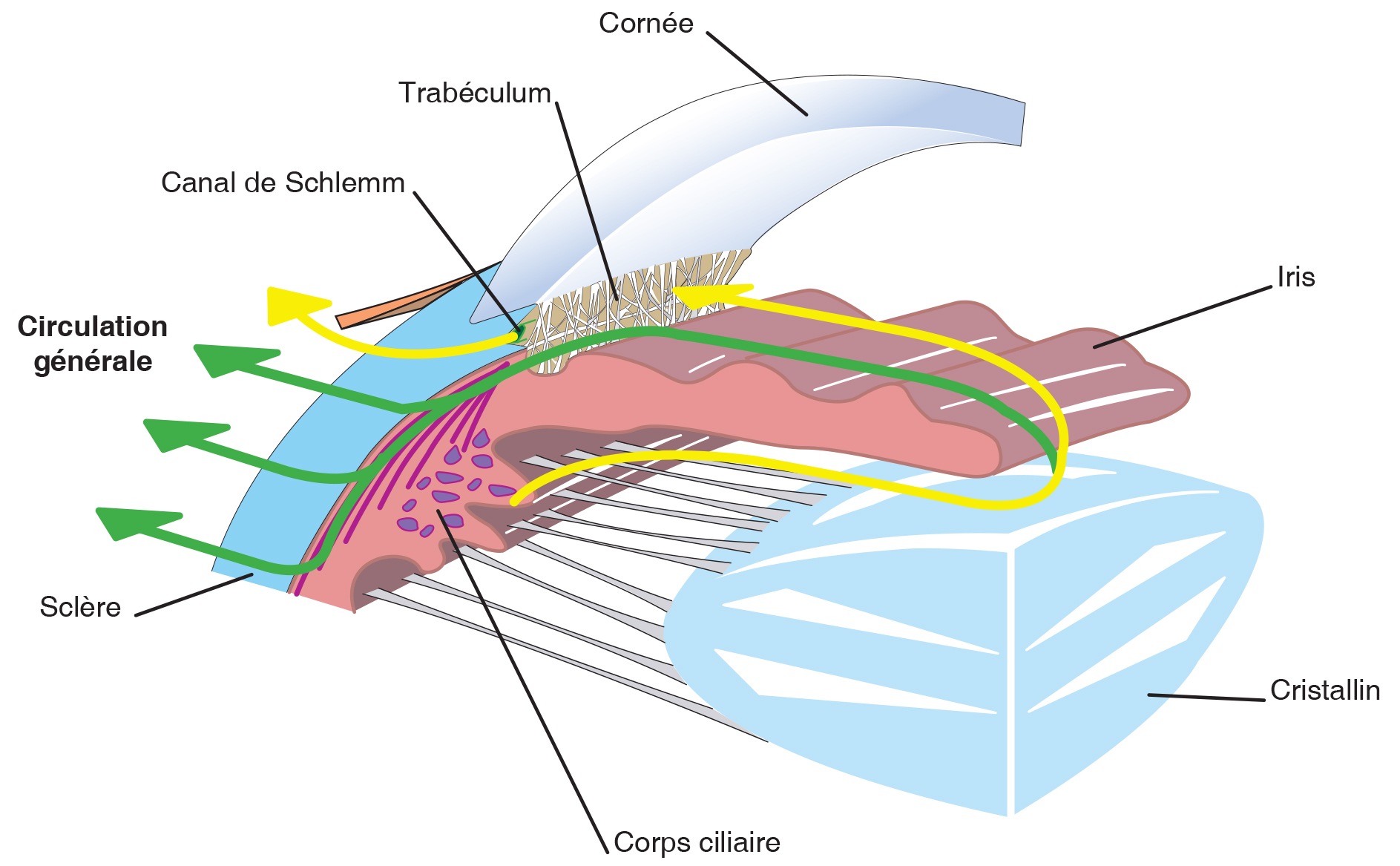 Différence Entre Glaucome à Angle Ouvert Et Fermé - Diverses Différences Différence Entre Glaucome à Angle Ouvert Et Fermé - Diverses Différences