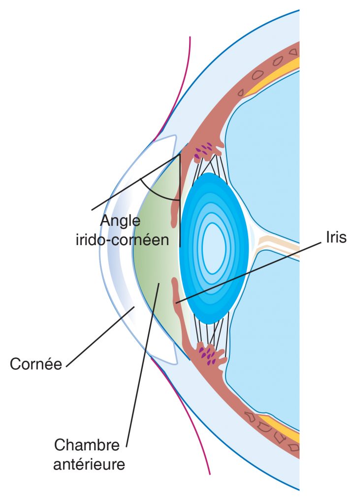 Glaucome : Types, symptômes, diagnostic, suivi, traitements