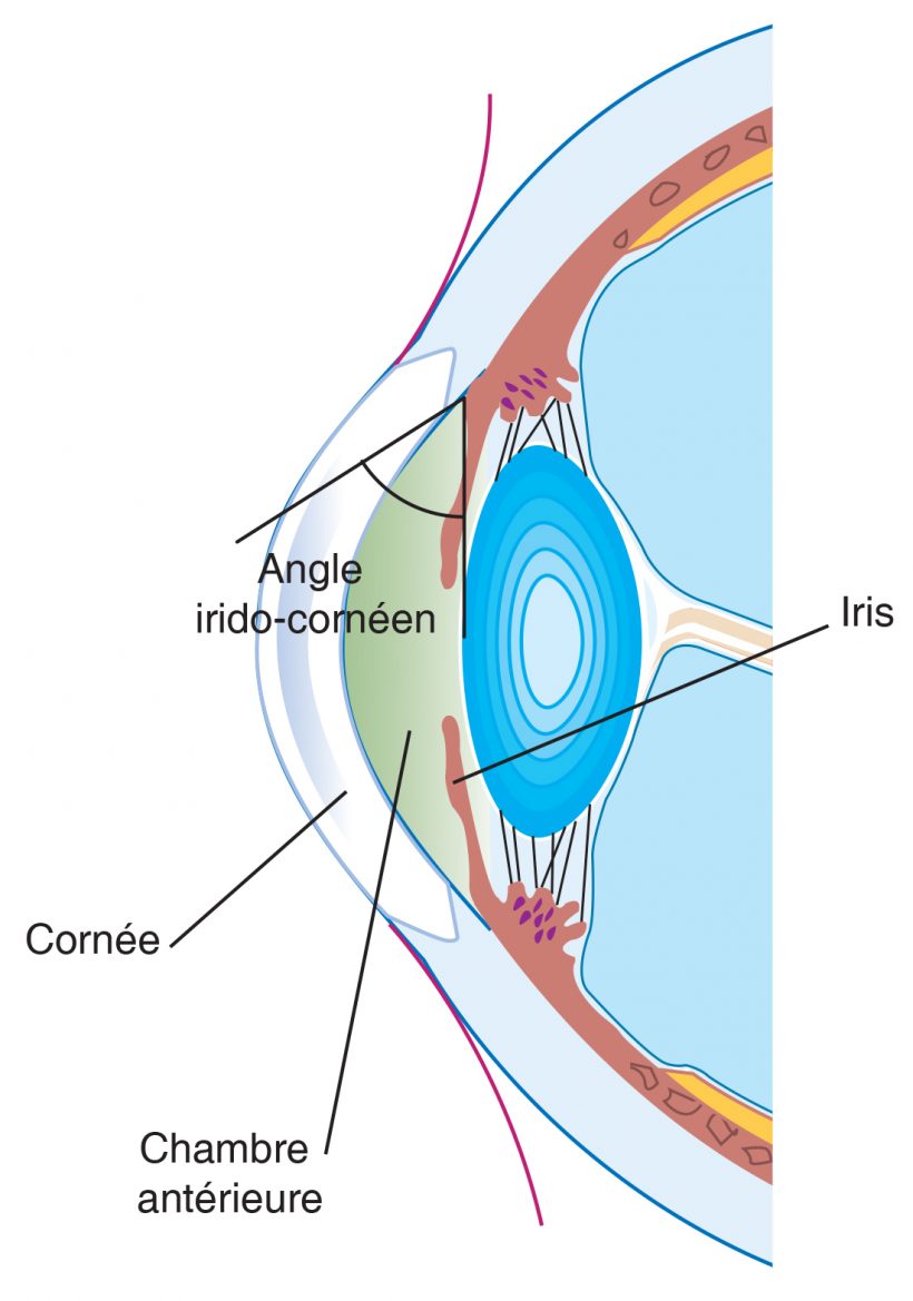 Glaucome : Types, symptômes, diagnostic, suivi, traitements