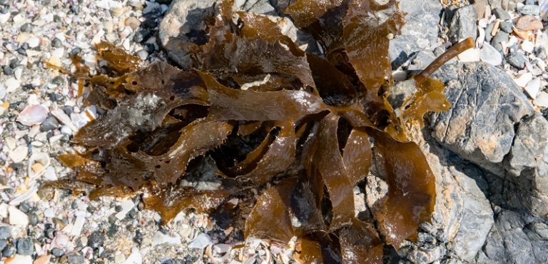 Lutter contre l'arthrite grâce aux algues brunes