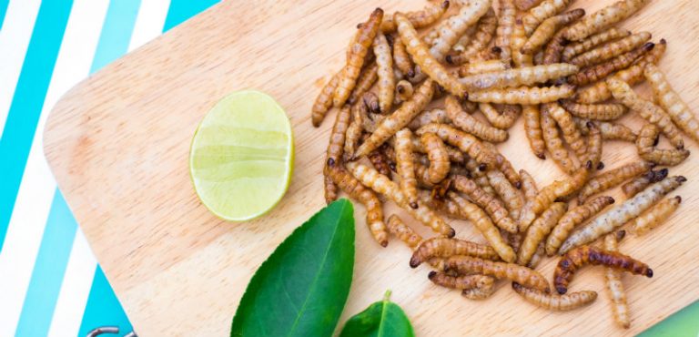Manger des insectes, zoom sur ces aliments hors du commun