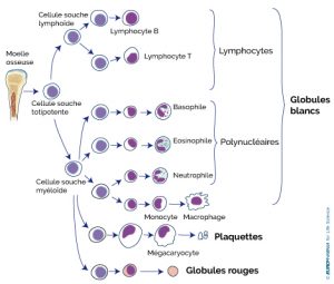 Analyse de sang : numération formule sanguine (NFS)