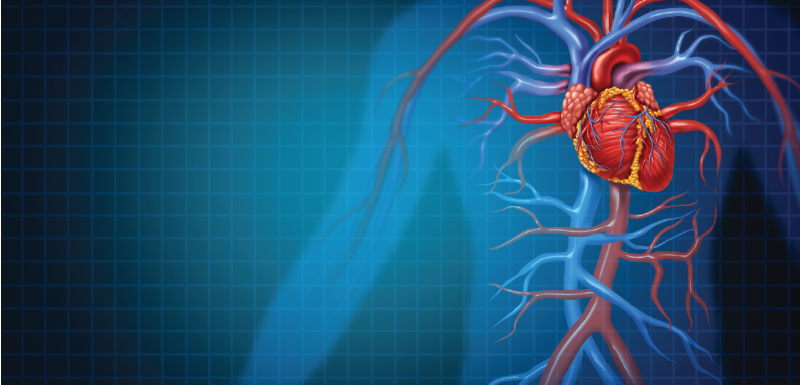 Une découverte clef pour préserver la santé de nos artères