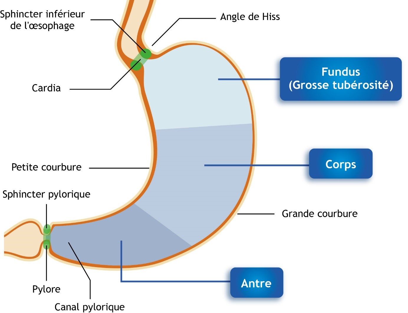 Reflux Gastro-Œsophagien du Nourrisson Origine des RGO...