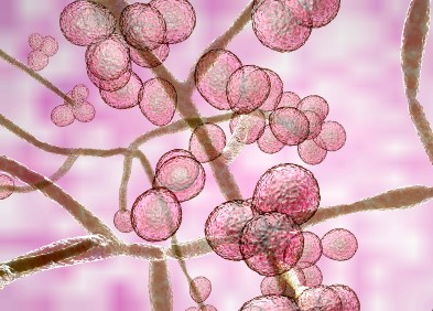 Maladies infectieuses - Bactéries / Virus / Champignons / Parasites.