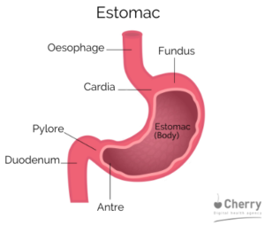 Béance cardiale : Définition, symptômes, diagnostic et traitement