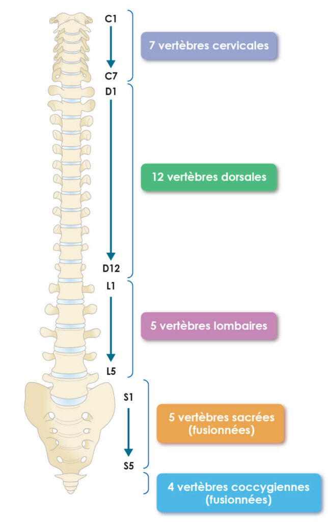 Dorsalgie : Définition, symptômes, diagnostic et traitements