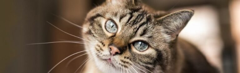 La maladie des griffes du chat