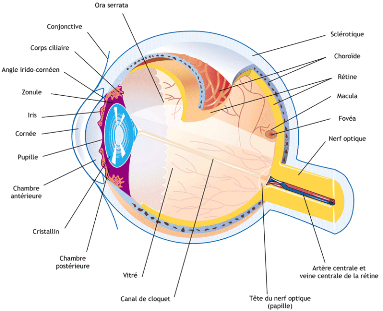 DMLA : définition, symptômes et traitements...