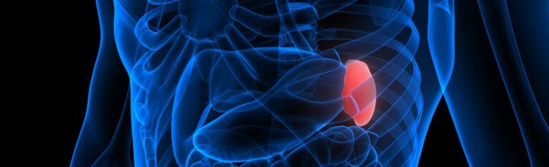 Splénomégalie : définition, symptômes, diagnostic et traitement