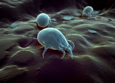 ALLERGIE : causes, symptômes, diagnostics, traitements.