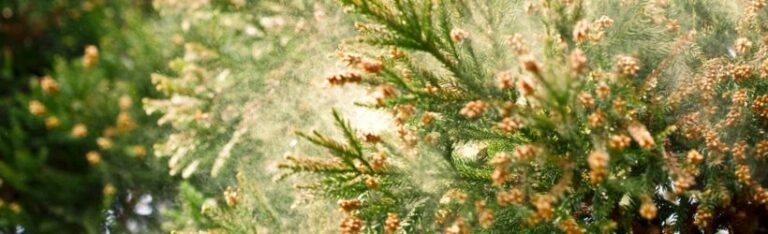 Allergie aux pollens, pollinose - Santé sur le Net